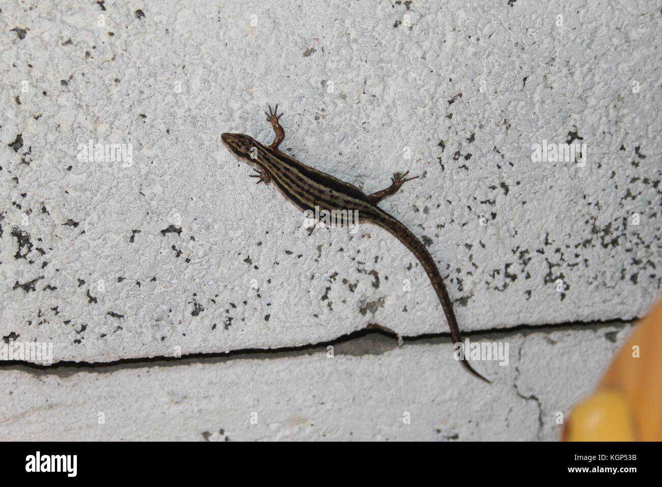 A common lizard on a block wall Stock Photo - Alamy