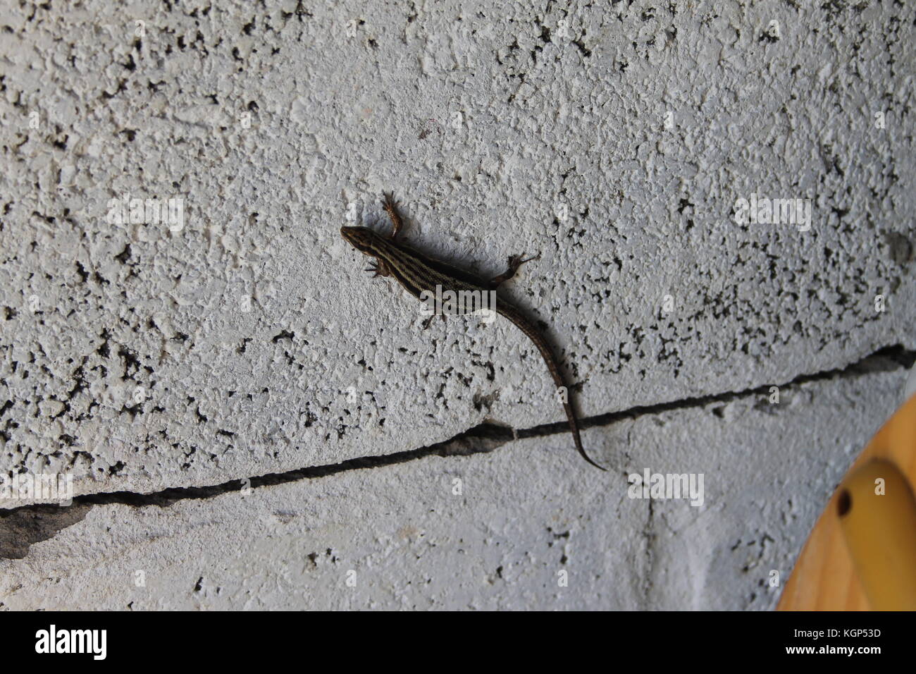 Irish lizard hi-res stock photography and images - Alamy