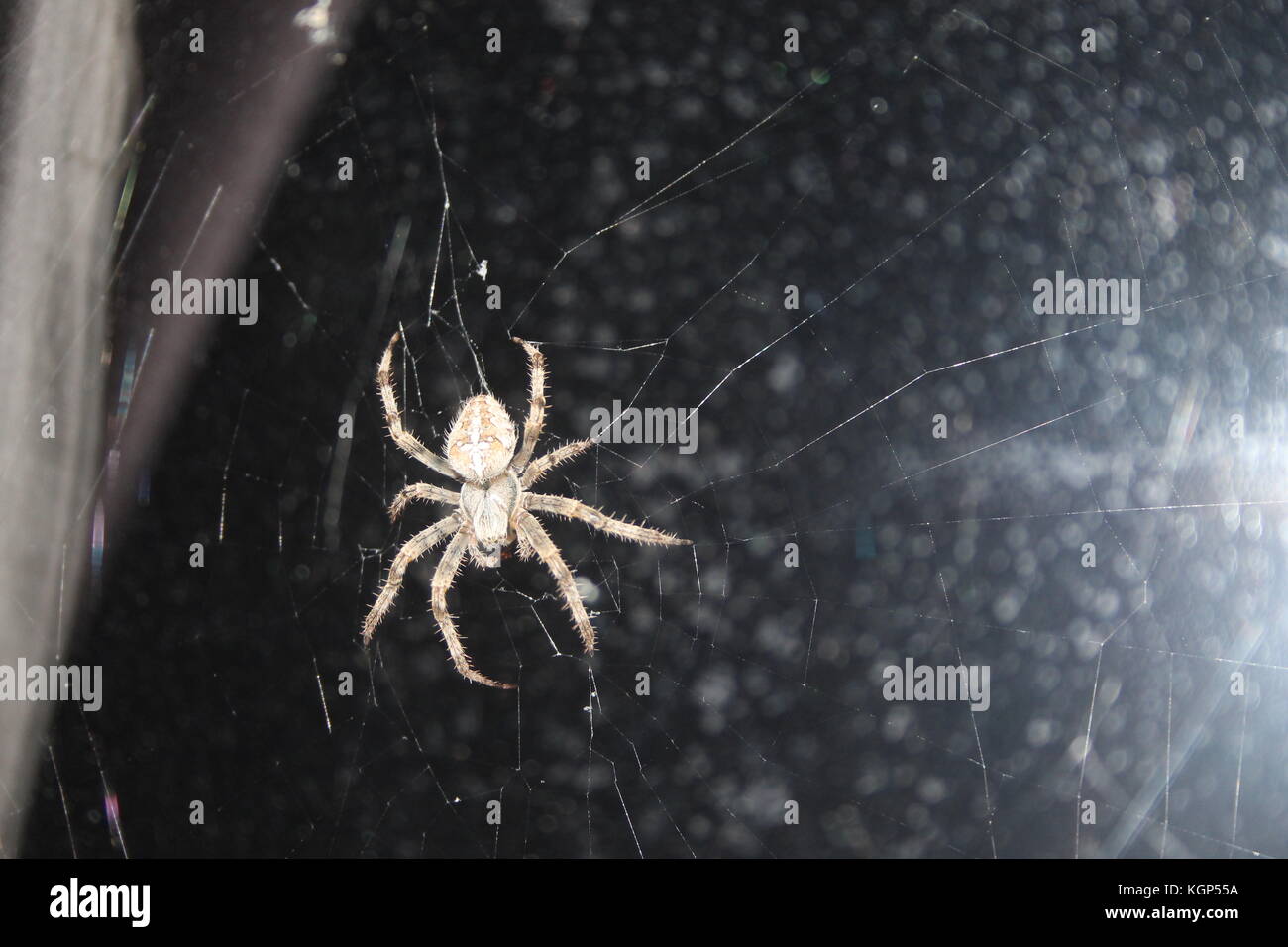 Spiders in ireland hi-res stock photography and images - Alamy