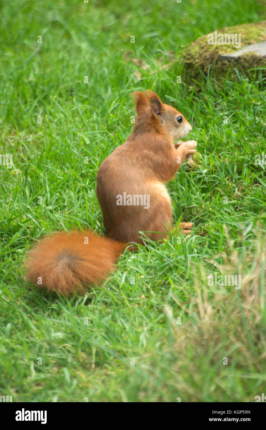 Captive red squirrel hi-res stock photography and images - Alamy