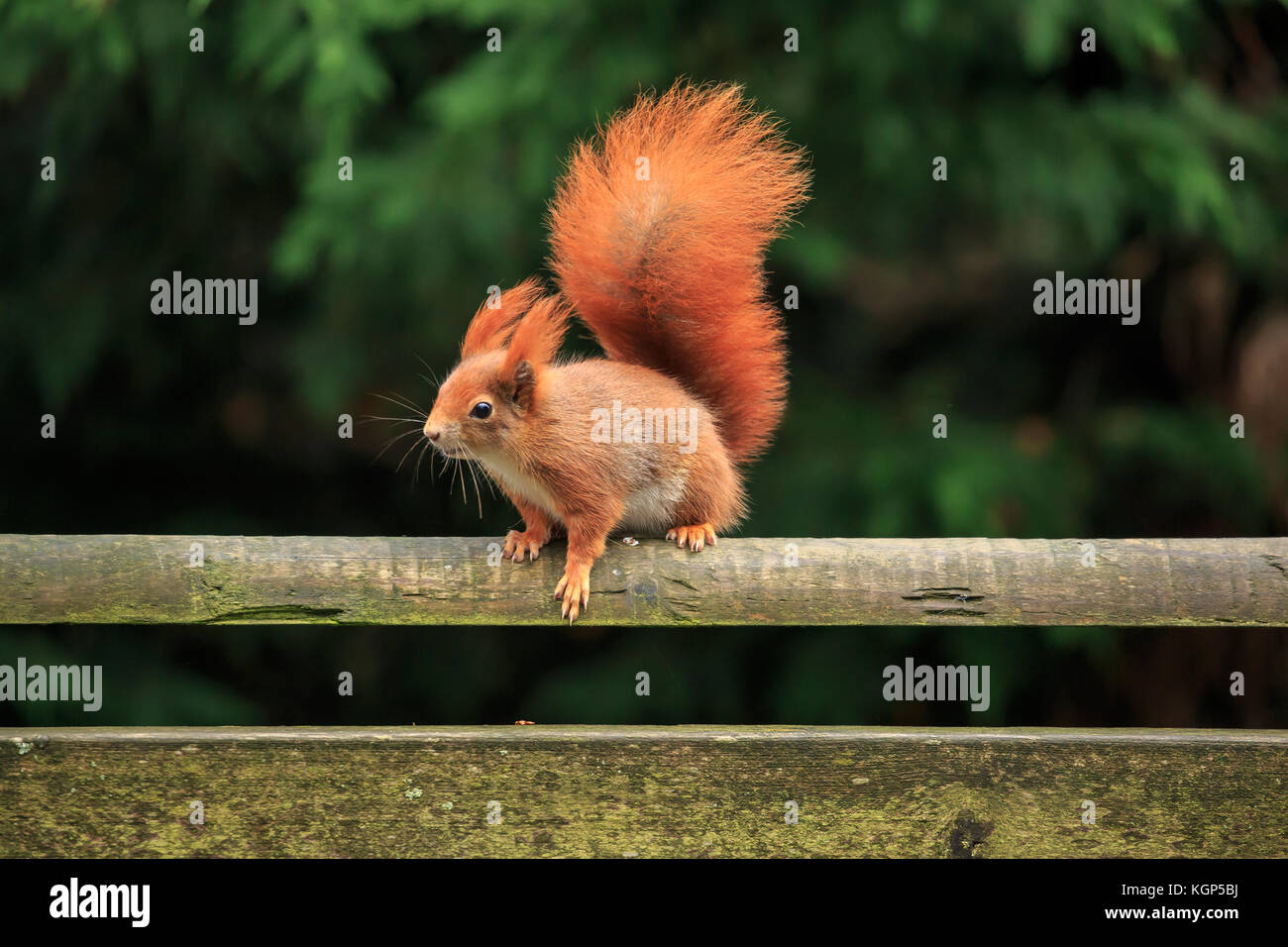 A Eurasian Red Squirrel Stock Photo - Alamy