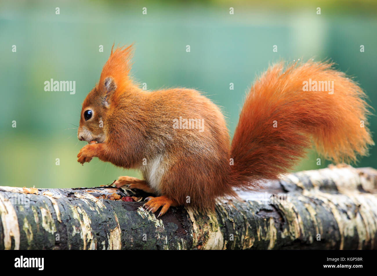 A Eurasian Red Squirrel Stock Photo - Alamy