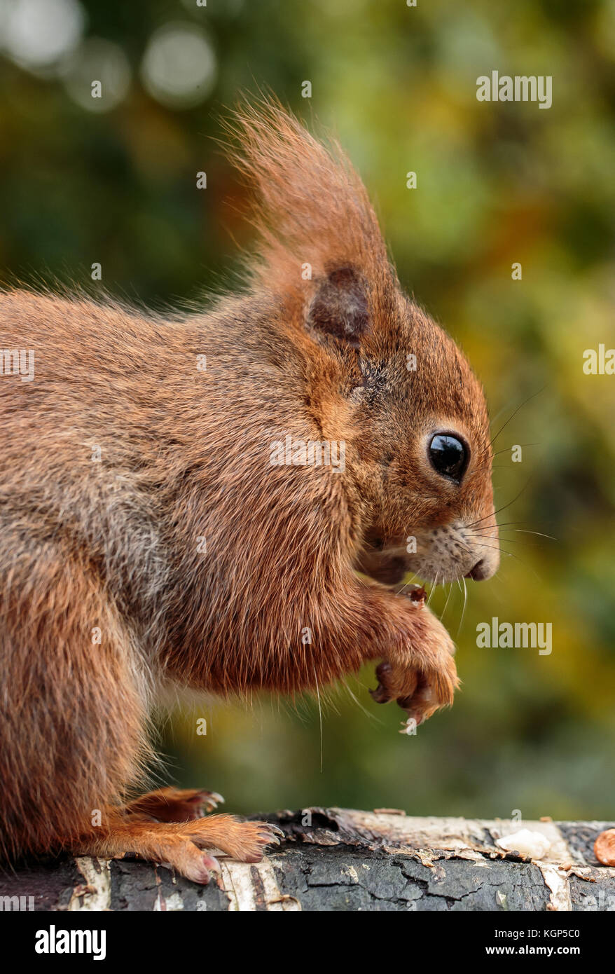 A Eurasian Red Squirrel Stock Photo - Alamy