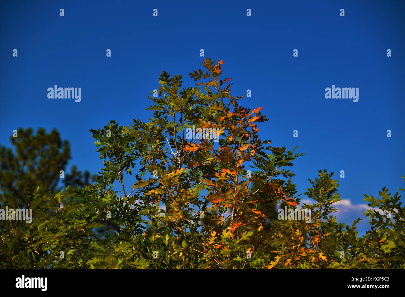 Burningleaves hi-res stock photography and images - Alamy