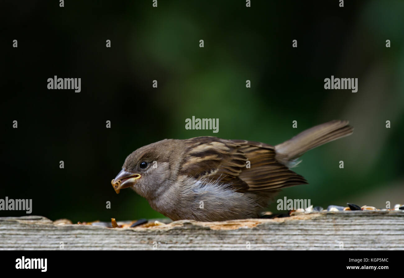 Back garden birds britain hi-res stock photography and images - Alamy