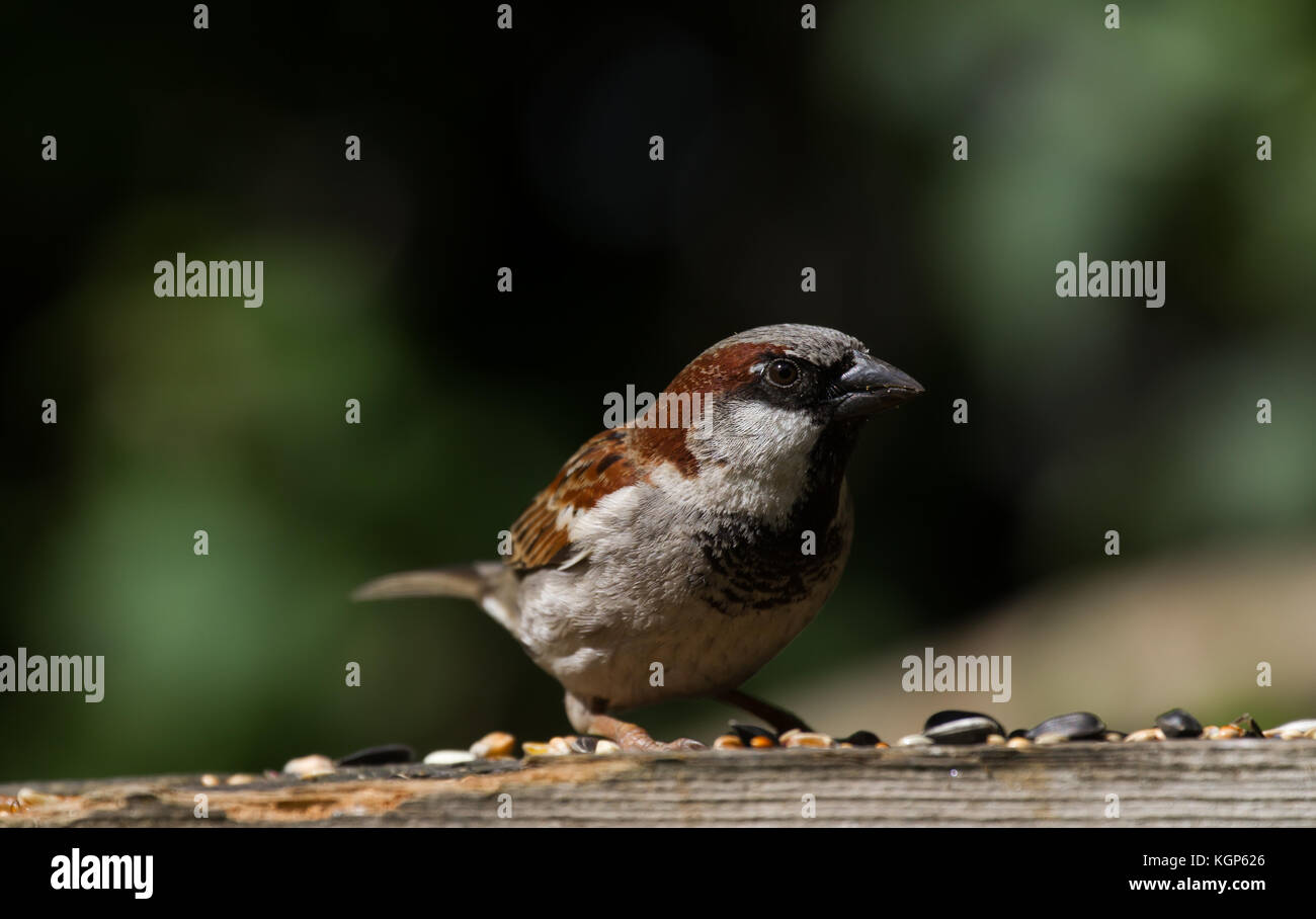 Backyard birds hi-res stock photography and images - Alamy