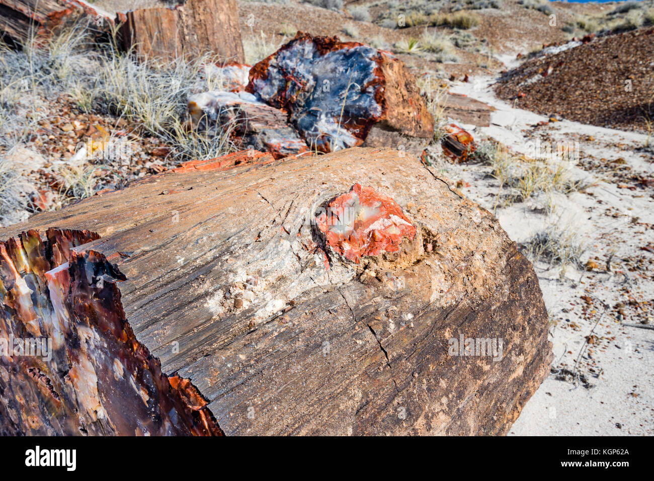 Branch nub visible on petrified wood tree stump exposed in a dry wash ...