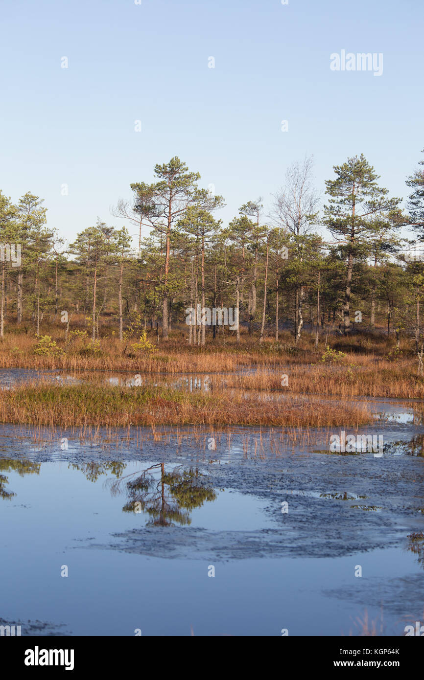 Beautiful autumn landscape with yellow leaves in wetlands. Swamp ...