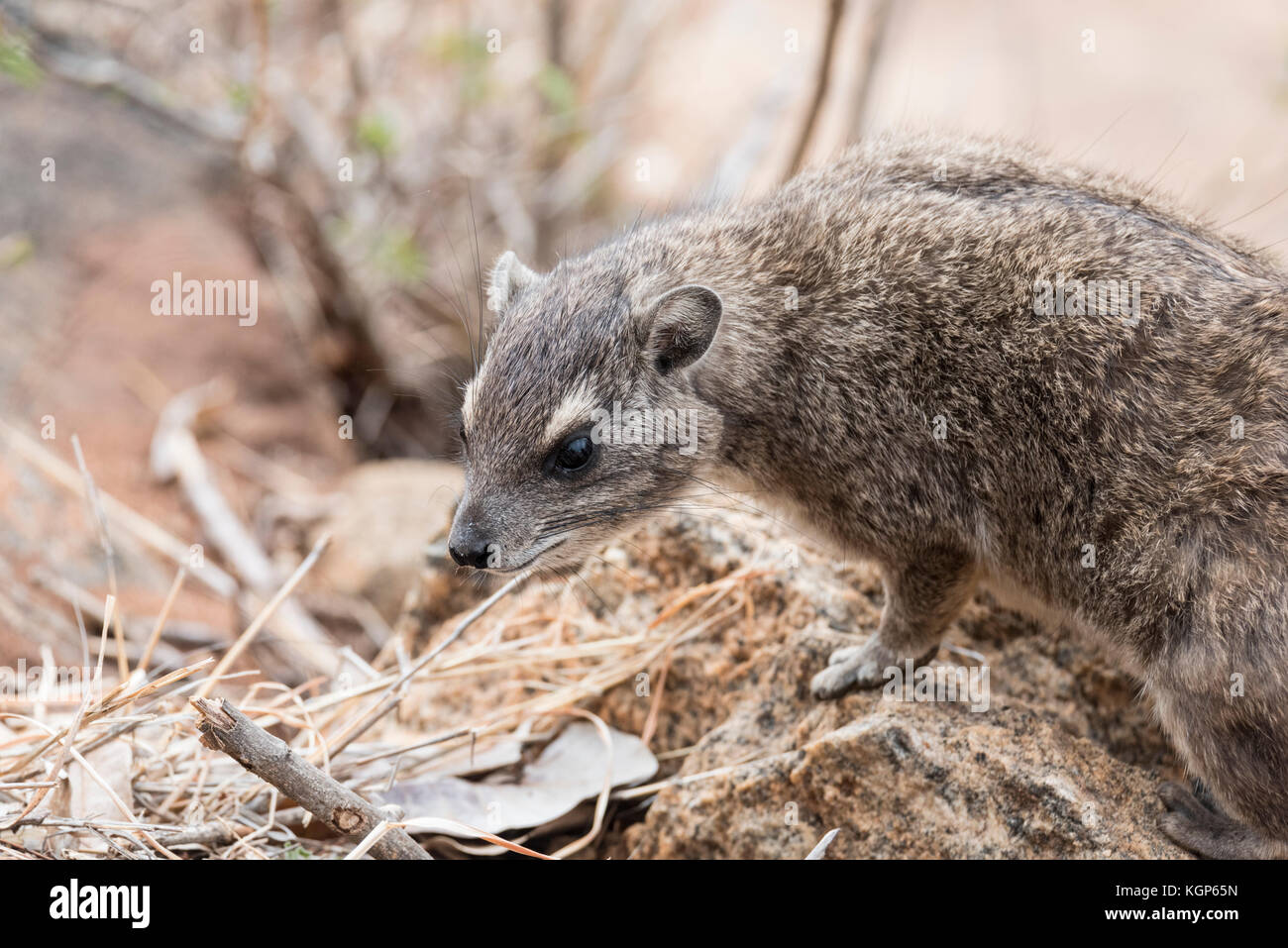 Yellow-Spotted Bush Hyrax (Heterohyrax brucei Stock Photo - Alamy