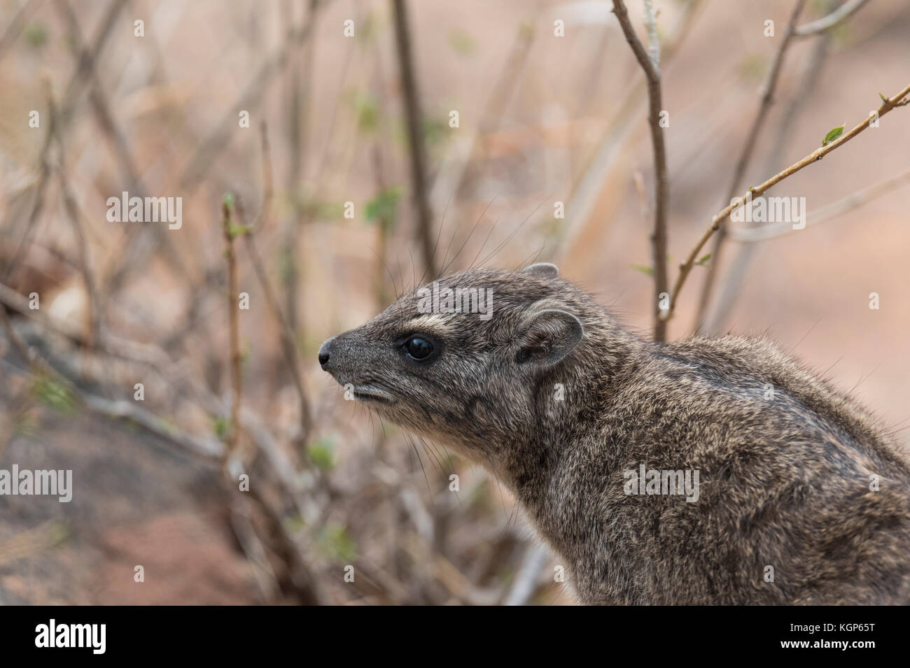 Yellow-Spotted Bush Hyrax (Heterohyrax brucei Stock Photo - Alamy