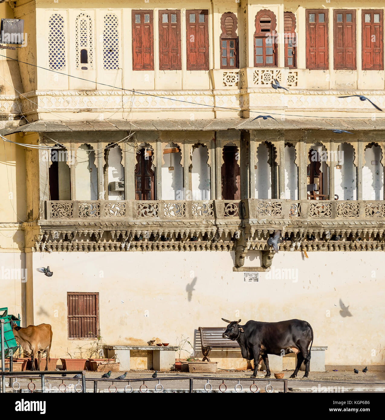 Cows at Gangaur Ghat from Lake Pichola in the evening light, Udaipur ...