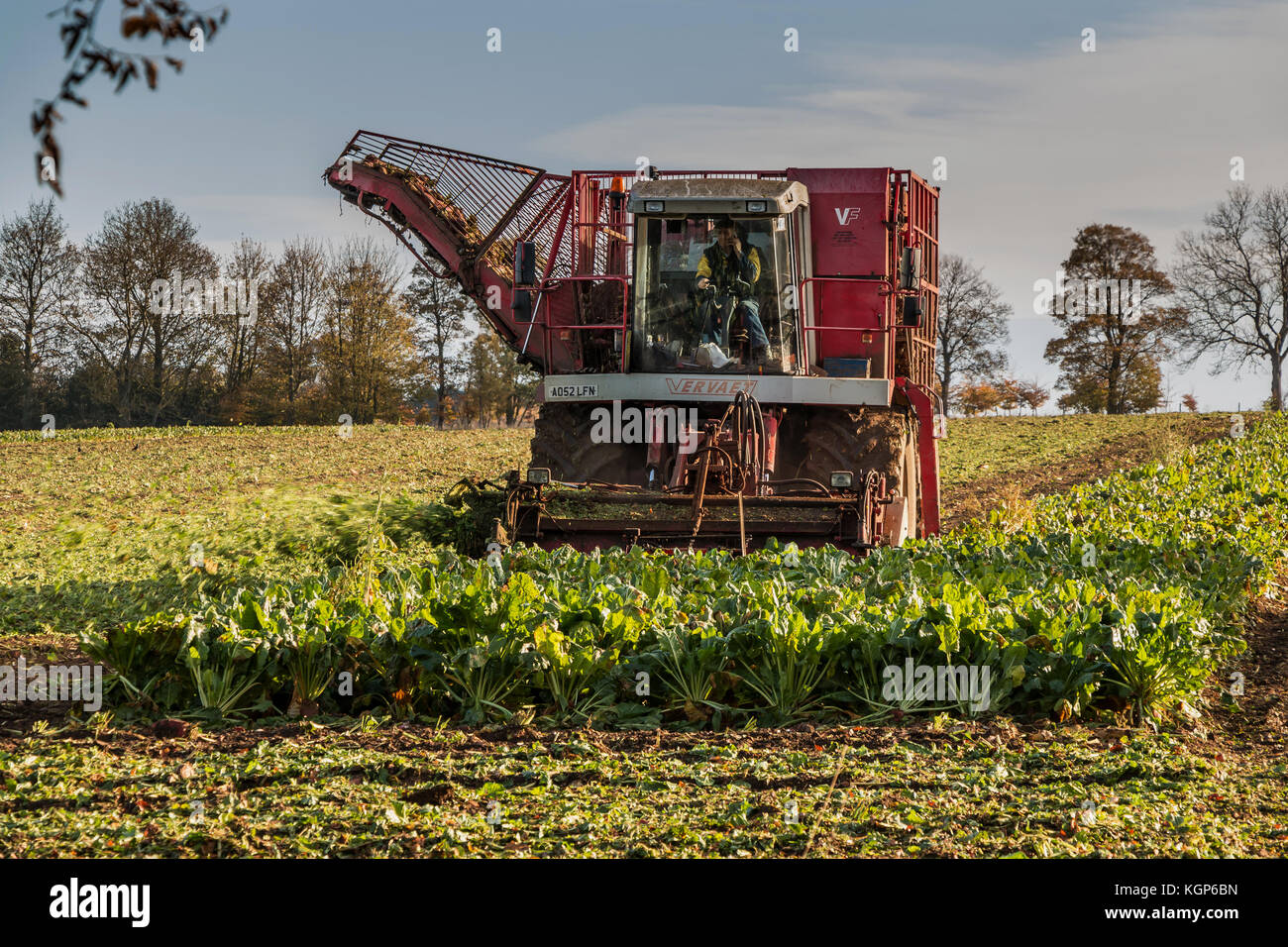 Sugar beet harvester hi-res stock photography and images - Alamy
