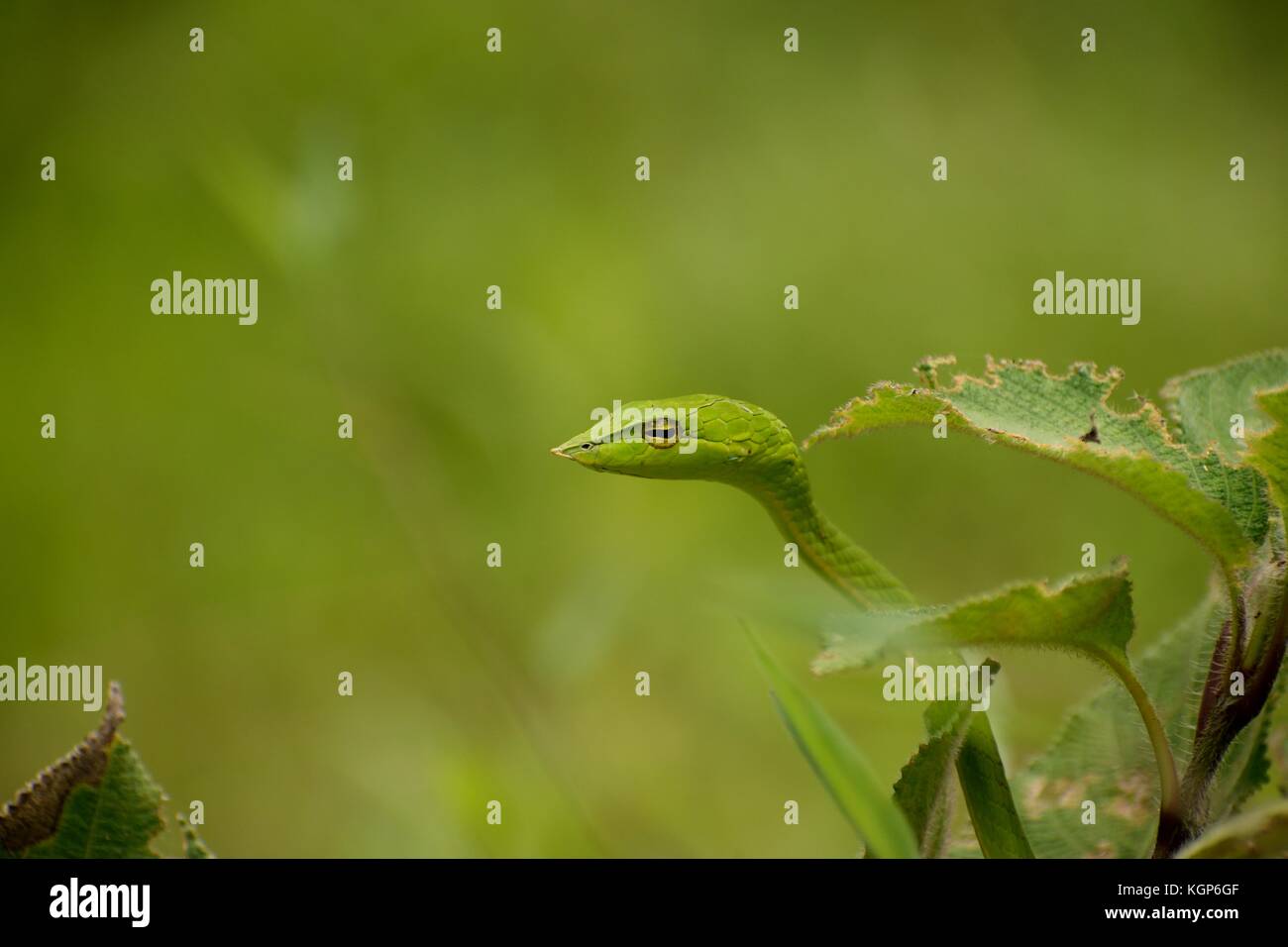 Cute Snake High Resolution Stock Photography and Images - Alamy