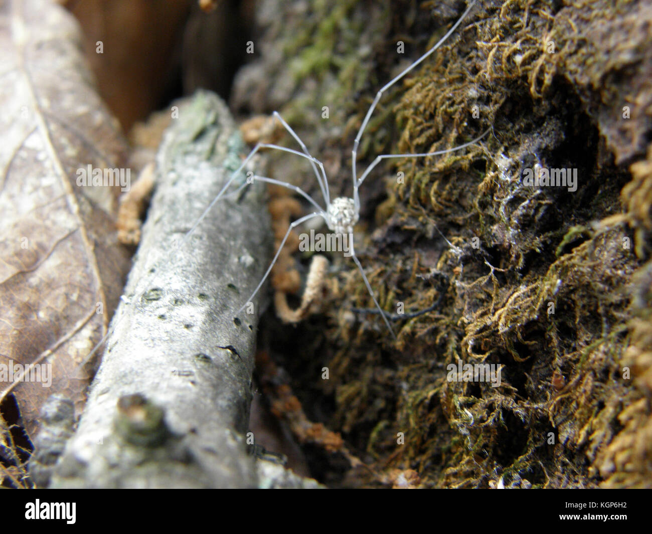 Spider translucent legs hi-res stock photography and images - Alamy