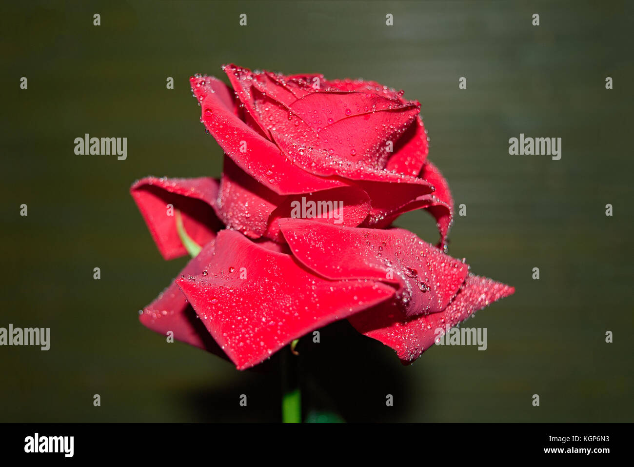 red rose with droplets in blur background Stock Photo - Alamy