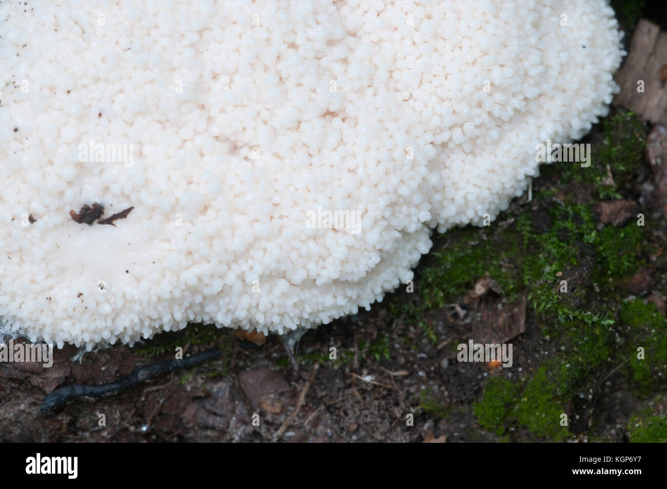 Enteridium lycoperdon mushrooms (slime mould) on an old stump Stock ...