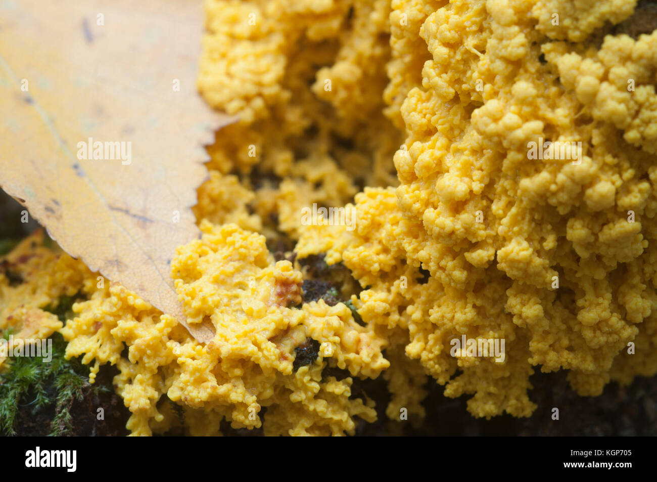 Fuligo septica mushrooms (slime mould) on an old stump Stock Photo - Alamy