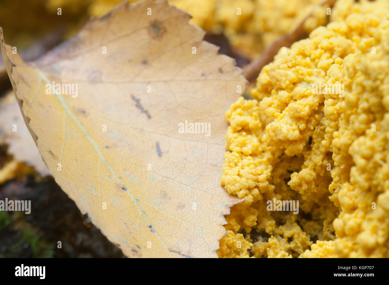 Fuligo hi-res stock photography and images - Alamy