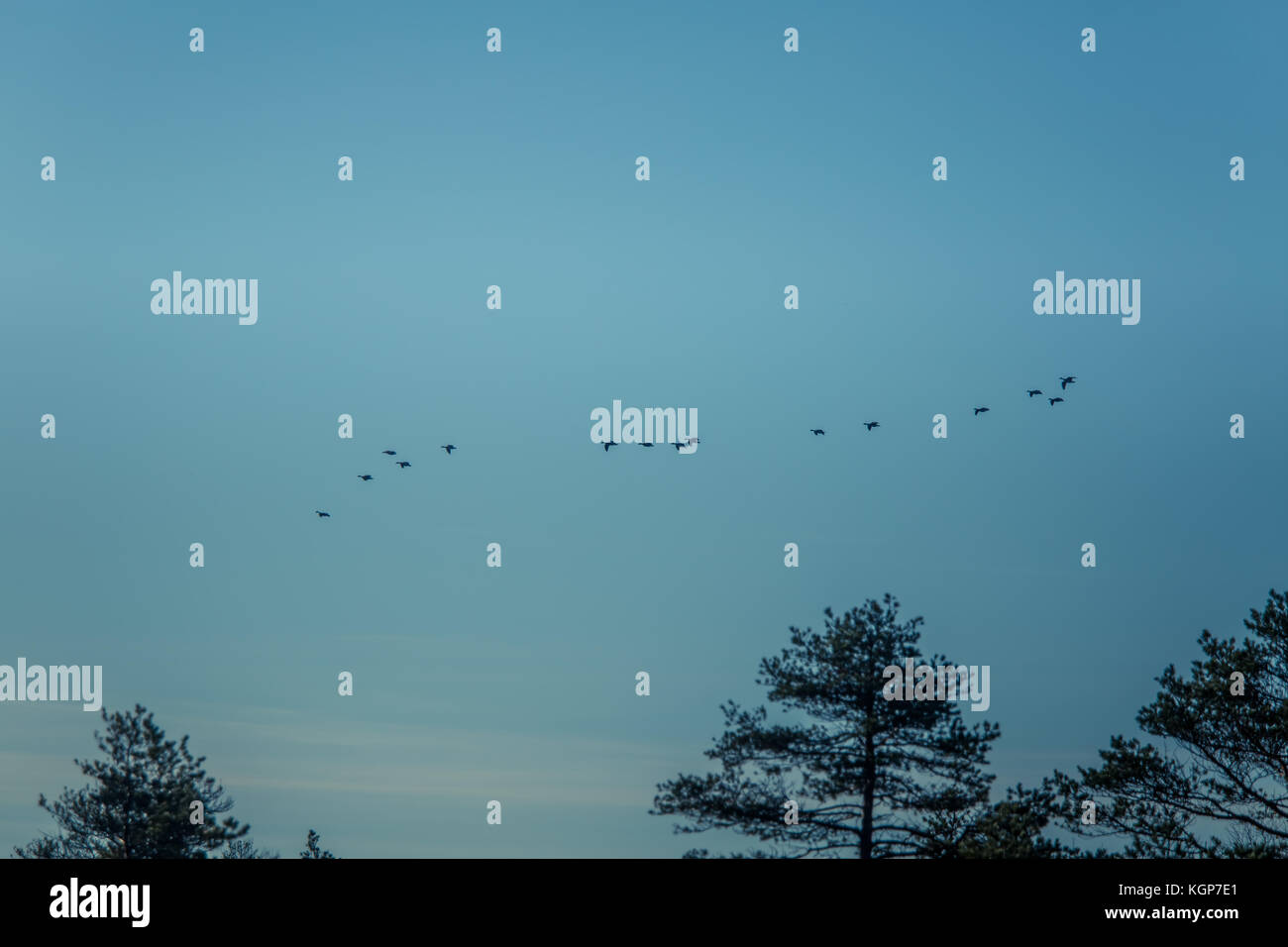 A beautiful autumn landscape with migratory birds flying over the trees ...