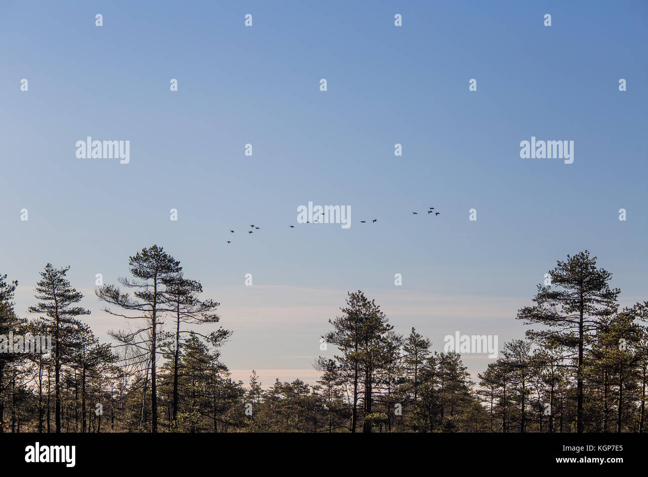 A beautiful autumn landscape with migratory birds flying over the trees ...