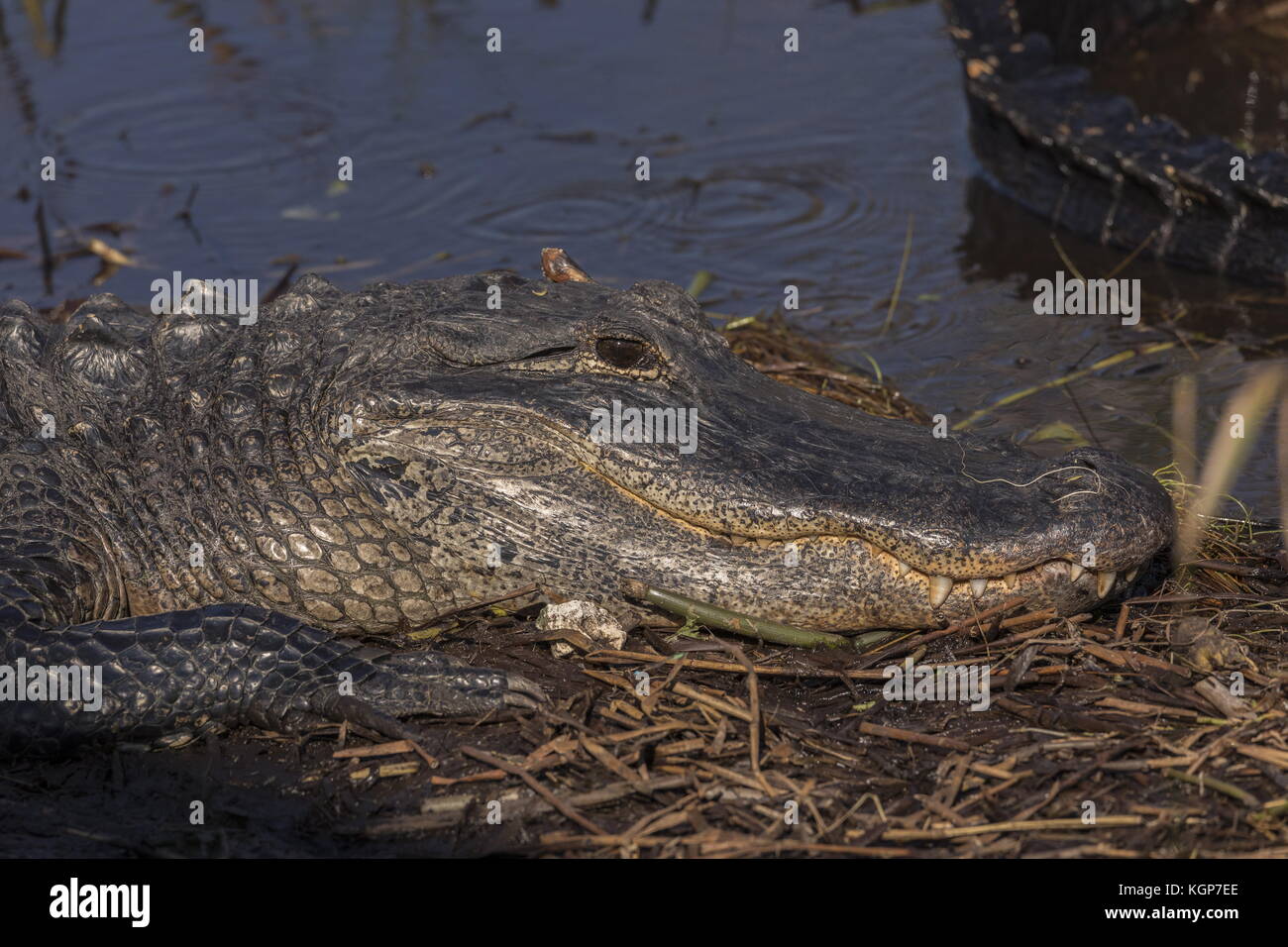 American alligator, Alligator mississippiensis, basking in the sun ...