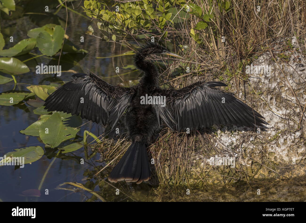 Anhinga, Anhinga anhinga, drying wings after diving, in Florida. They ...