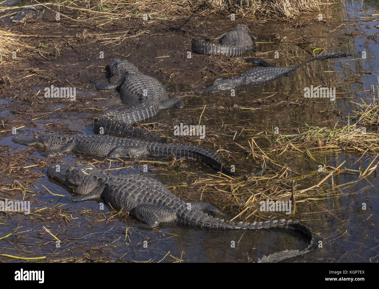 Gator hole hi-res stock photography and images - Alamy