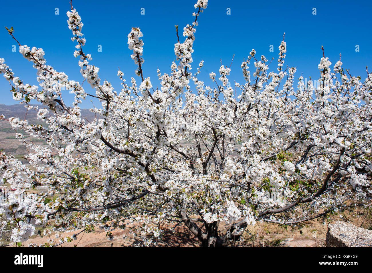 Cherry Tress in Blossom in Jerte Valley Stock Photo - Alamy