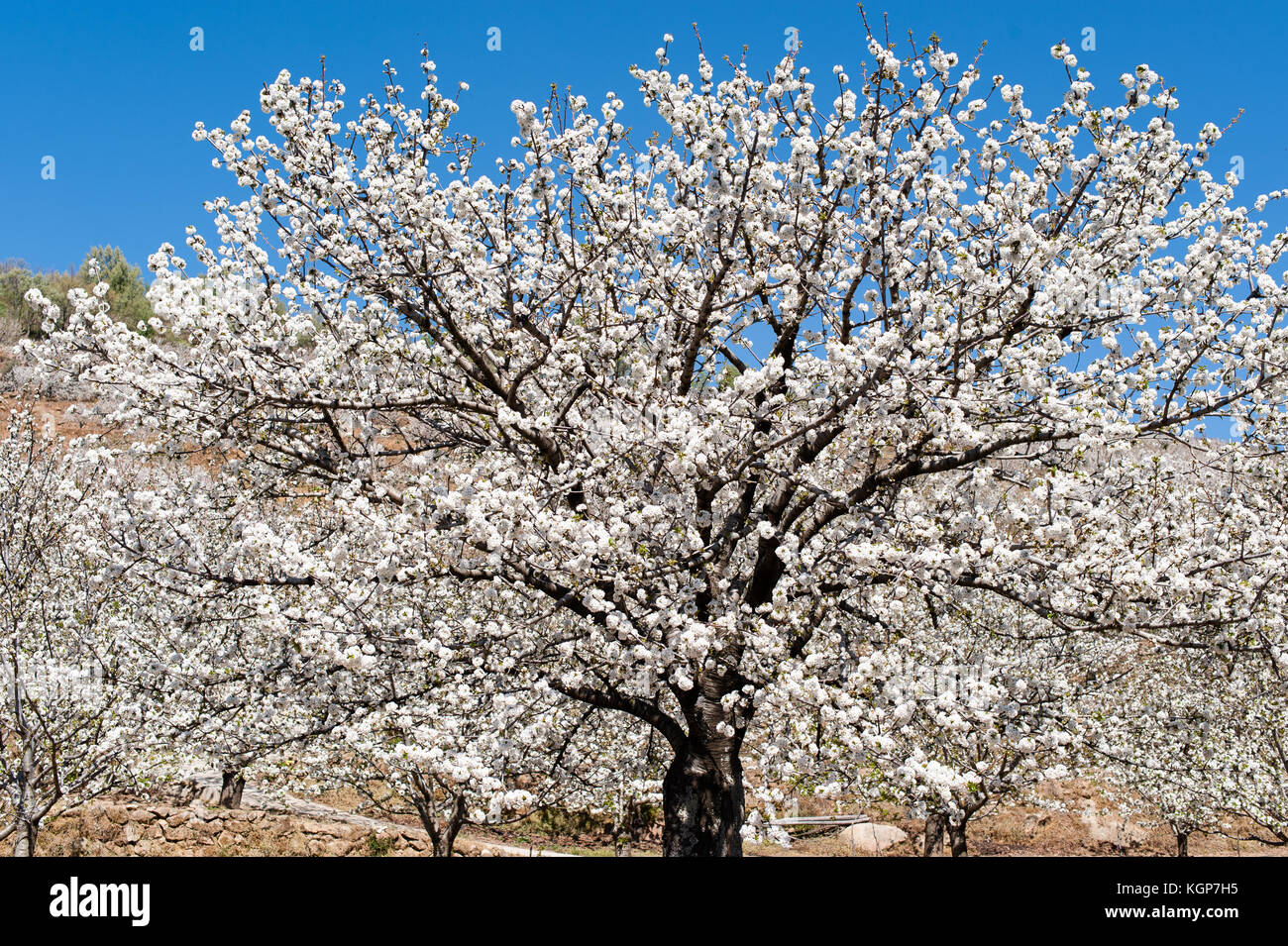 Cherry tress in blossom hi-res stock photography and images - Alamy