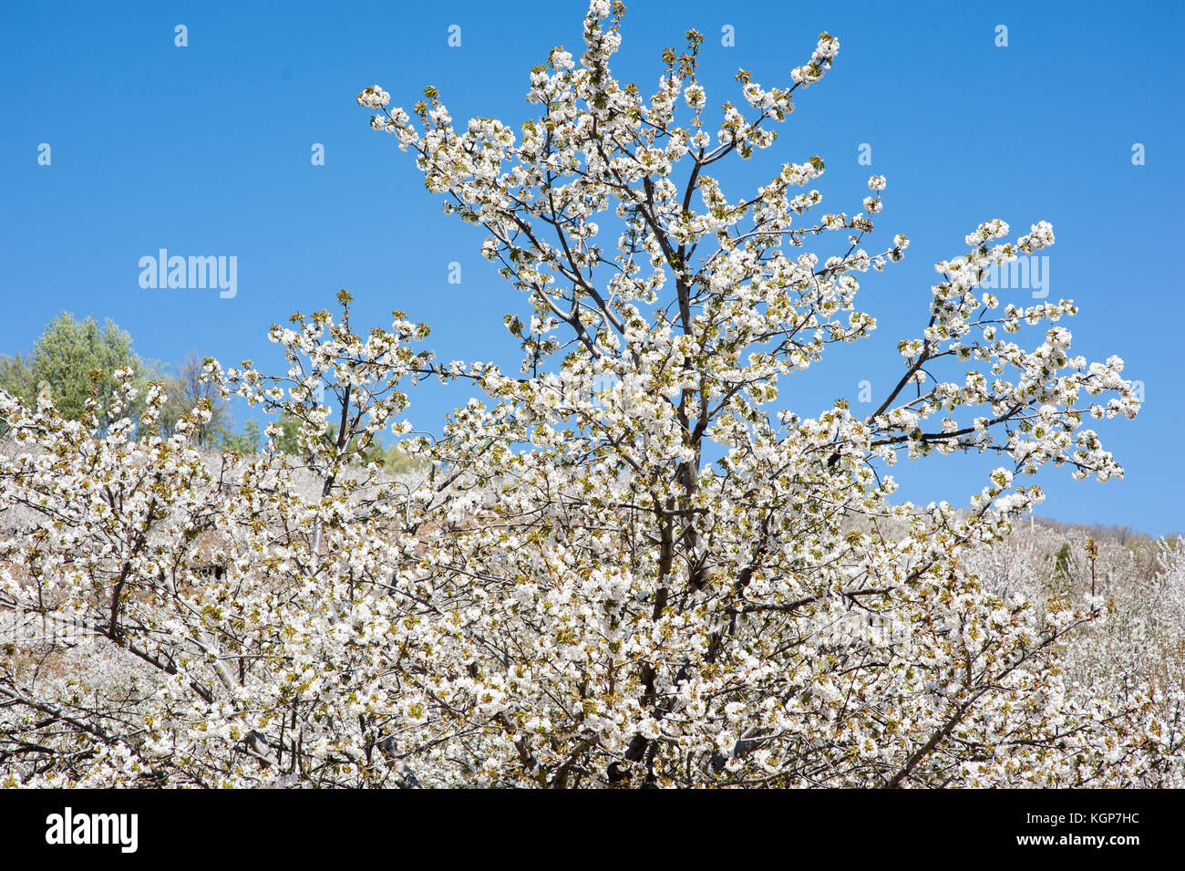 Cherry Tress in Blossom in Jerte Valley Stock Photo - Alamy