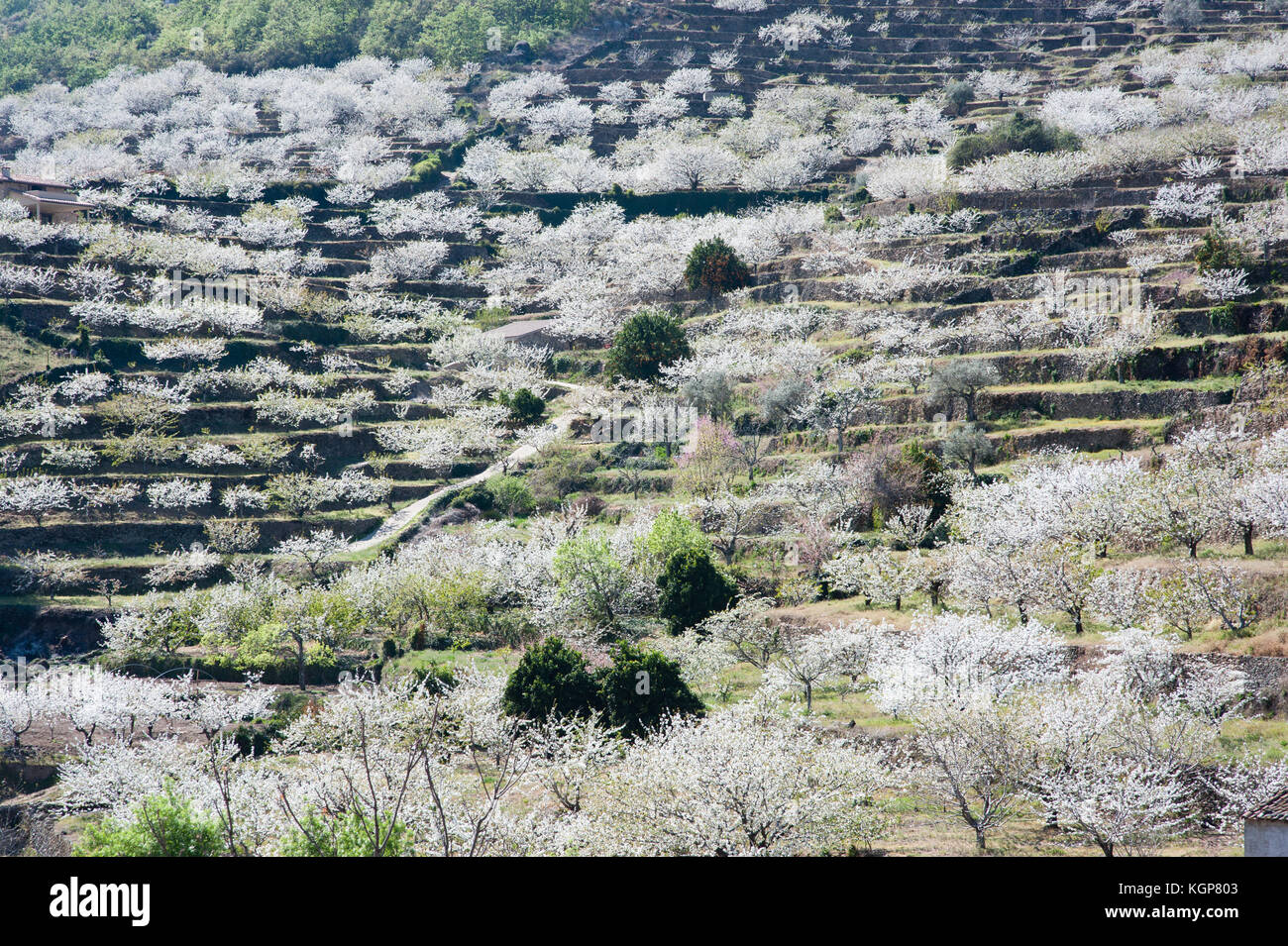 Jerte valley cherry hi-res stock photography and images - Alamy