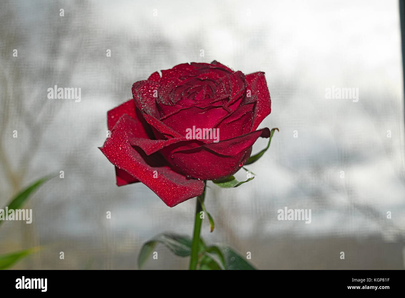 Red rose on the background of the window Stock Photo - Alamy