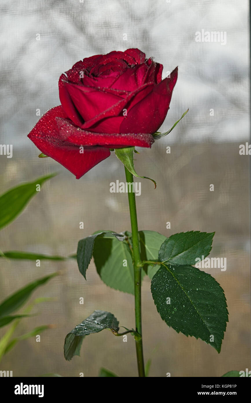 Red rose on the background of the window Stock Photo - Alamy