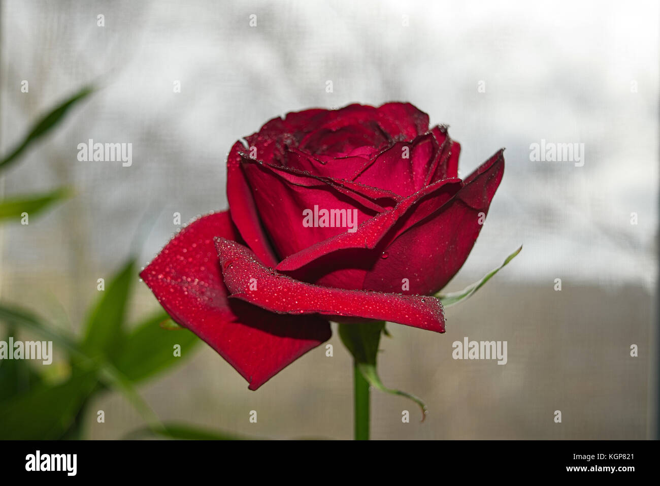 Red rose on the background of the window Stock Photo - Alamy