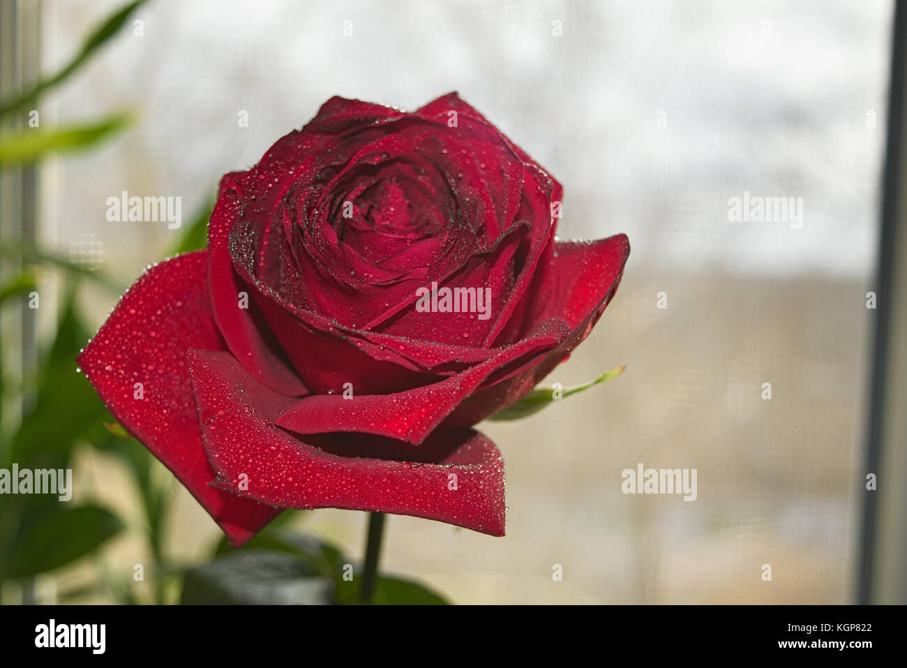 Red rose on the background of the window Stock Photo - Alamy