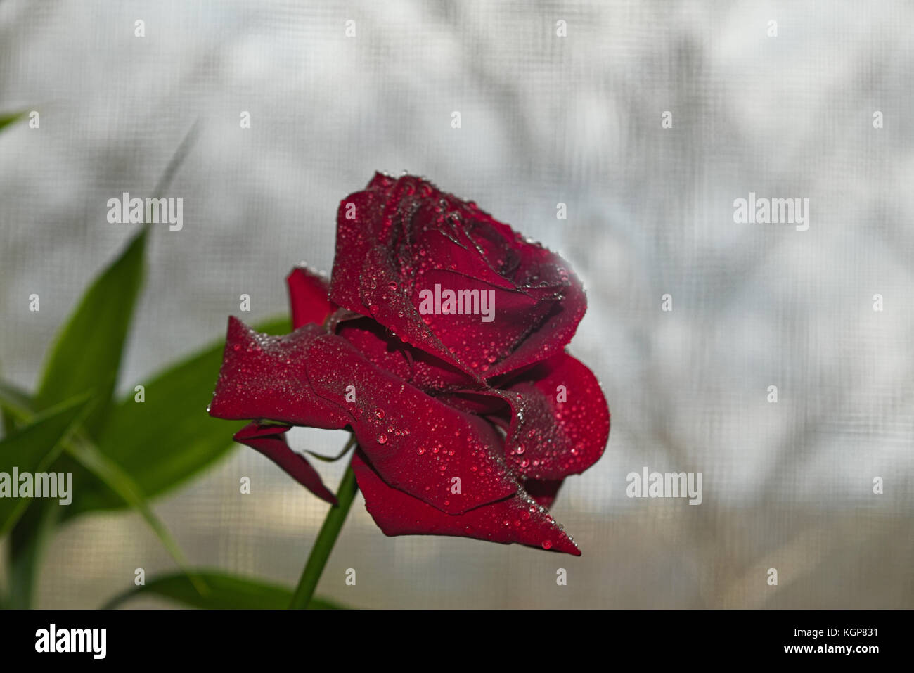 Red rose on the background of the window Stock Photo - Alamy