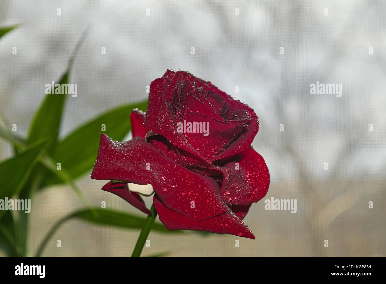 Red rose on the background of the window Stock Photo - Alamy