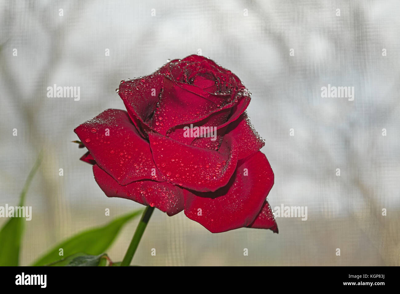 Red rose on the background of the window Stock Photo - Alamy