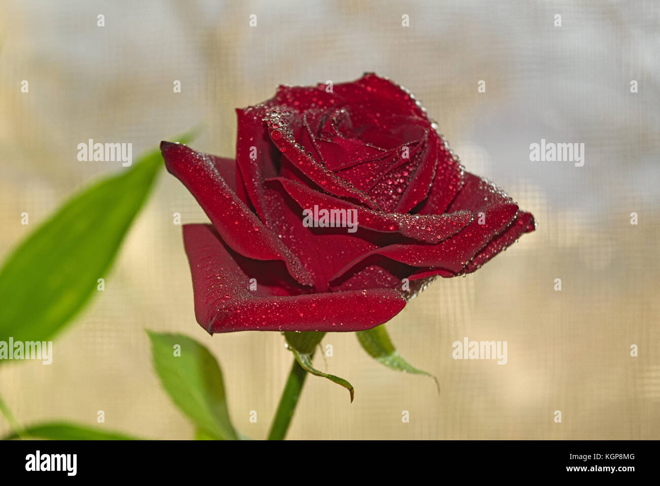 Red rose on the background of the window Stock Photo - Alamy