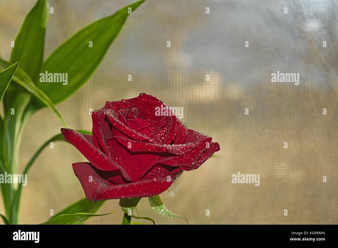 Red rose on the background of the window Stock Photo - Alamy