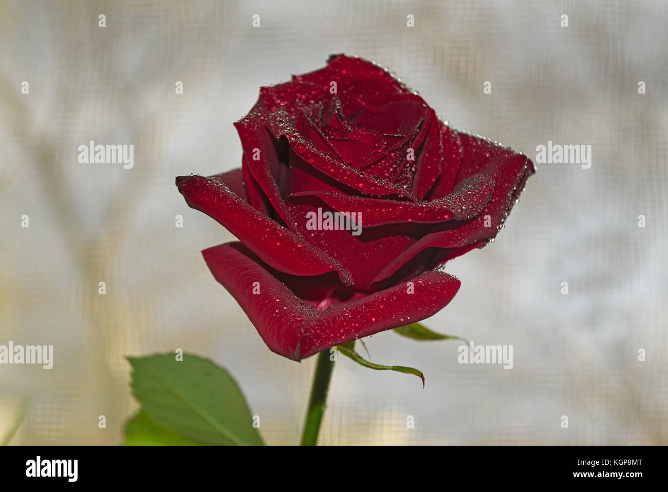 Red rose on the background of the window Stock Photo - Alamy