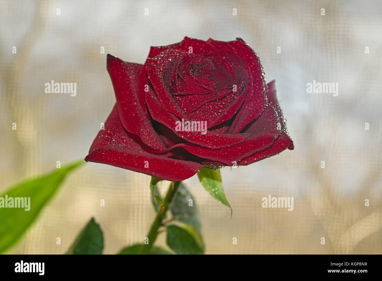 Red rose on the background of the window Stock Photo - Alamy
