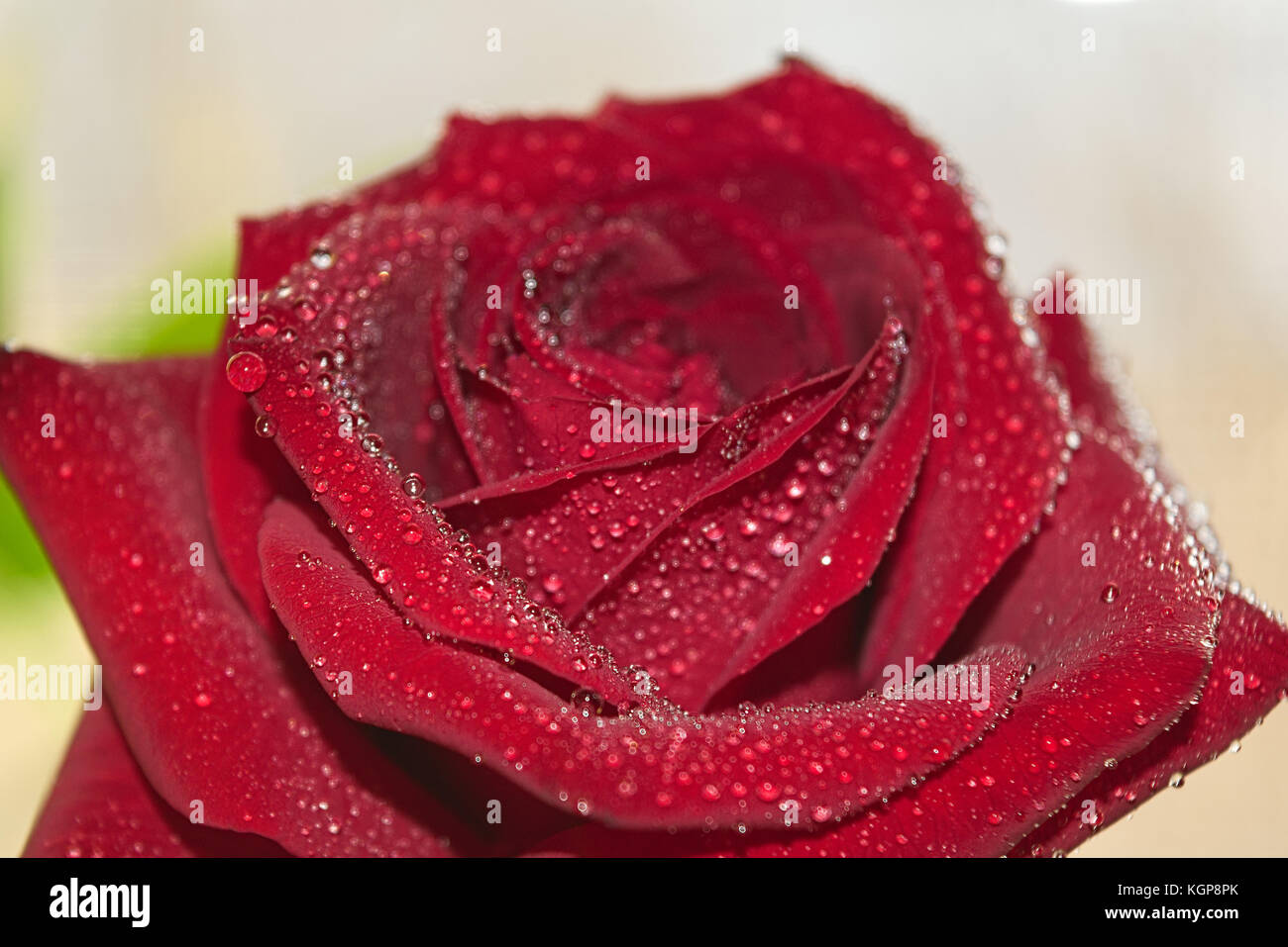 Red rose on the background of the window Stock Photo - Alamy