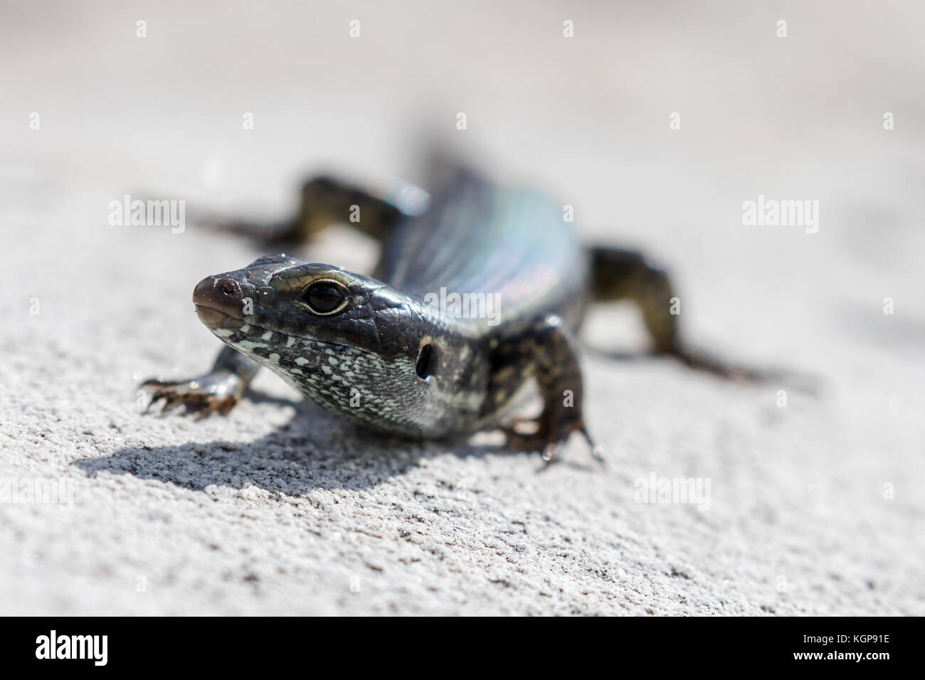 Eastern Water Skink Stock Photo - Alamy