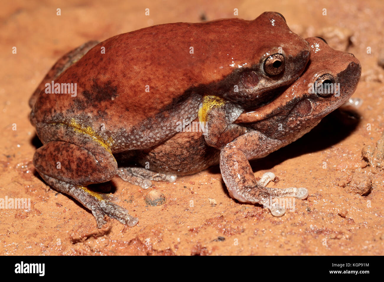 Desert Tree Frog Stock Photo - Alamy