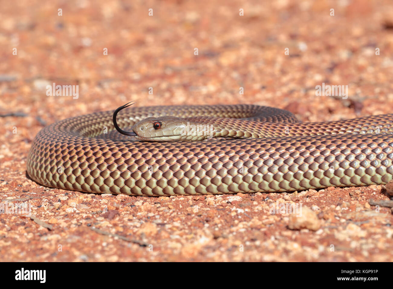 King Brown Snake Stock Photo - Alamy