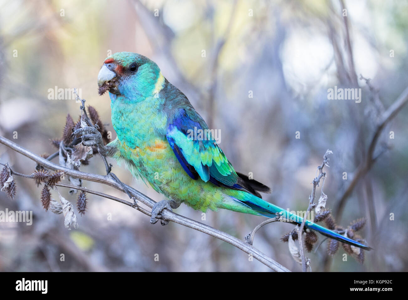 Ring neck parrot hi-res stock photography and images - Alamy