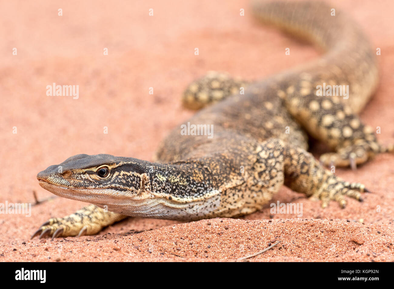 Goulds monitor varanus gouldii hi-res stock photography and images - Alamy