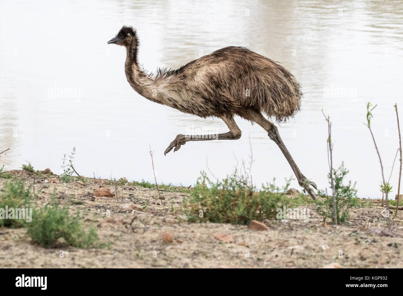 Emu running hi-res stock photography and images - Alamy