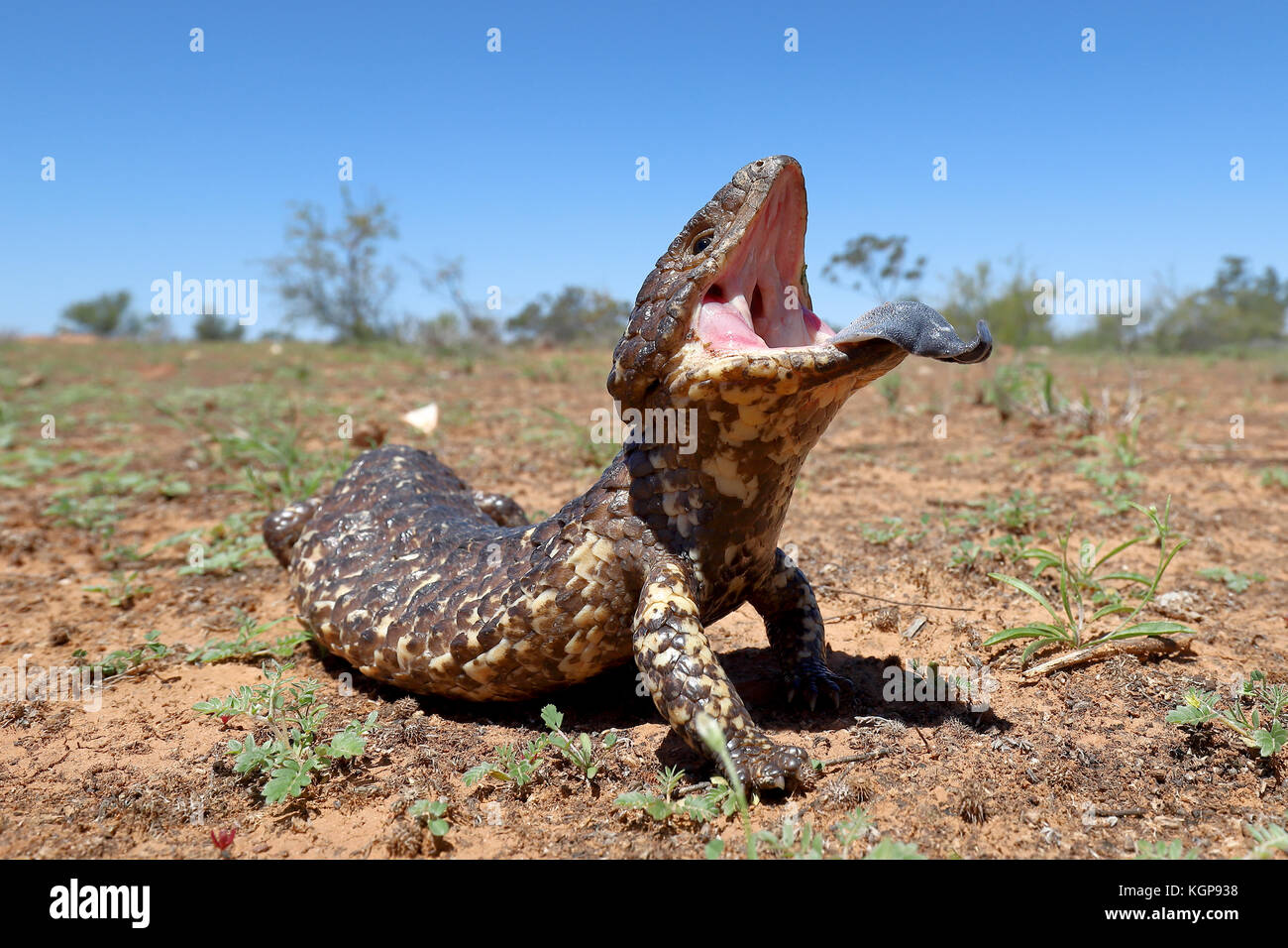 Shingle back lizard hi-res stock photography and images - Alamy